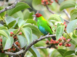 Rufous-winged Tanager - eBird