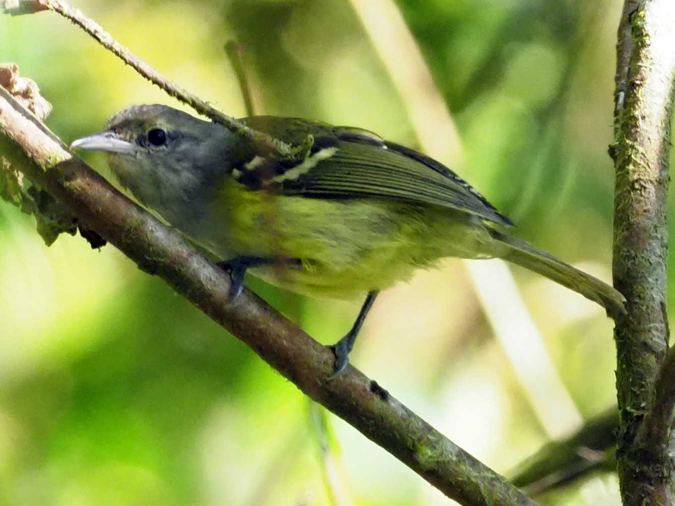 Rufous-rumped Antwren - eBird