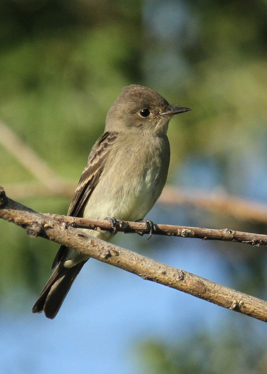 eBird Checklist - 1 Sep 2013 - Prospect Reservoir (Weld Co.) - 43 ...