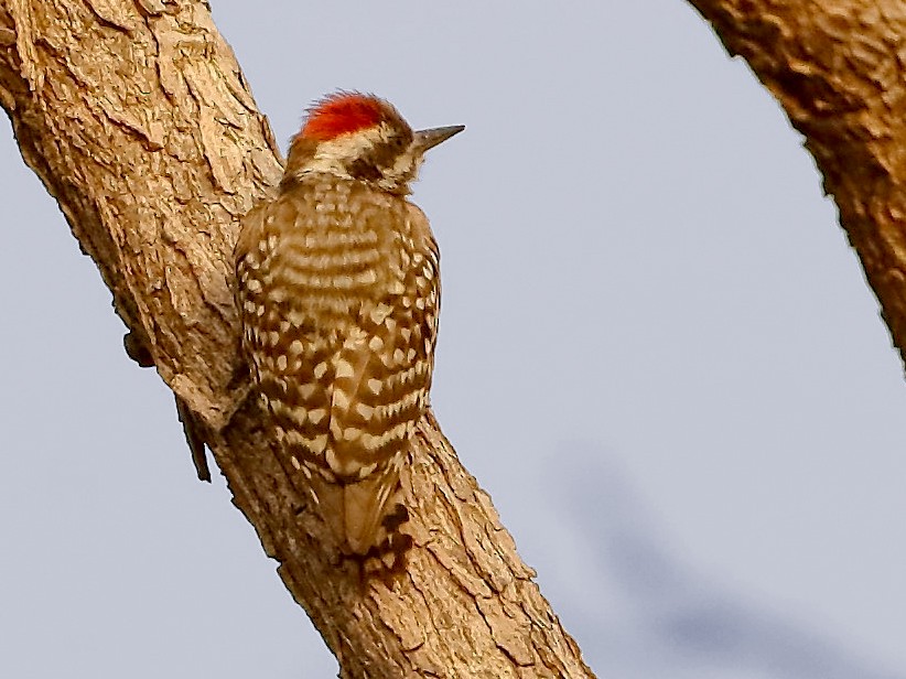 Brown-backed Woodpecker - eBird