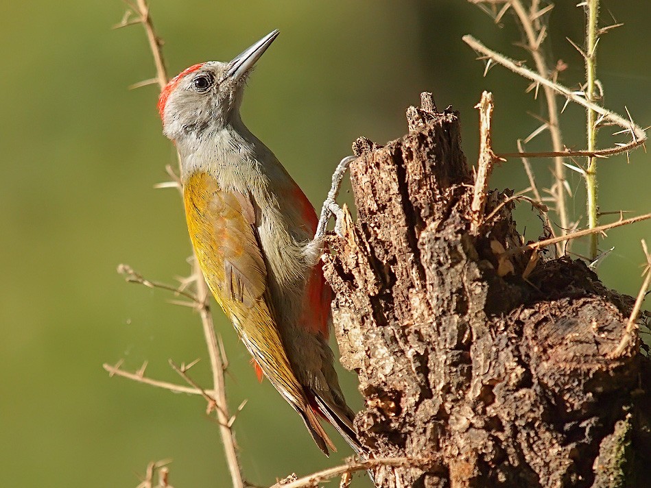 Pito Gris Oriental - eBird
