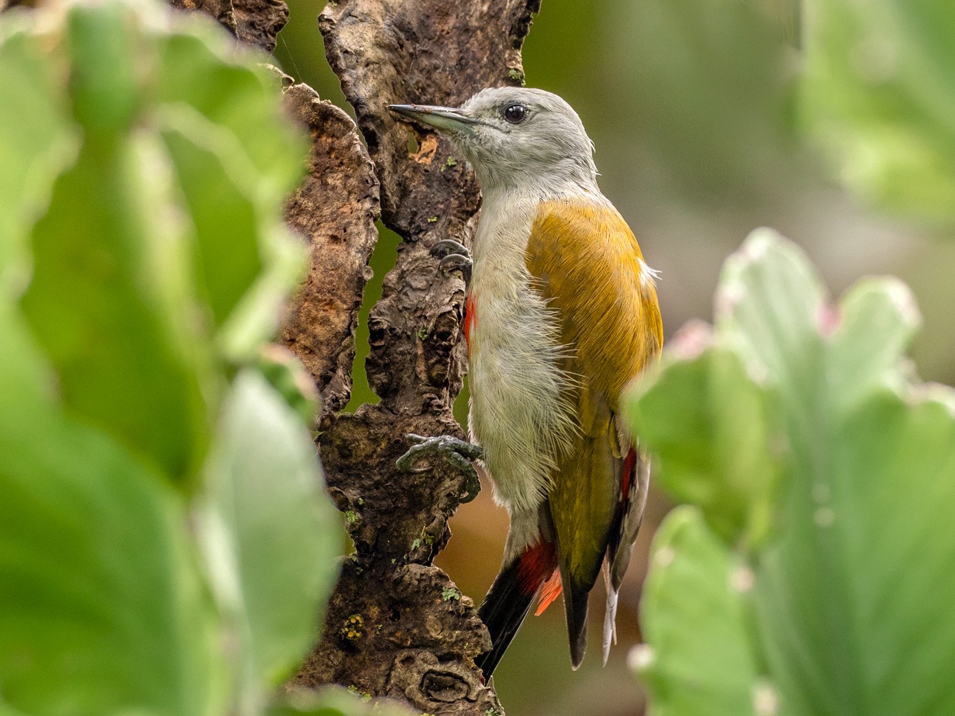 Mountain Gray Woodpecker - eBird