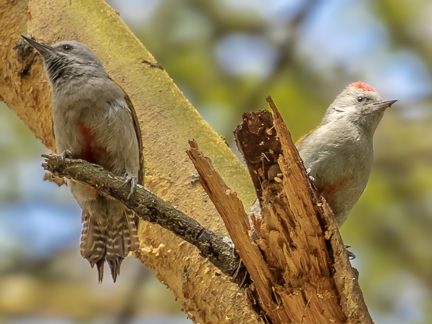 Pito Gris Oriental - eBird