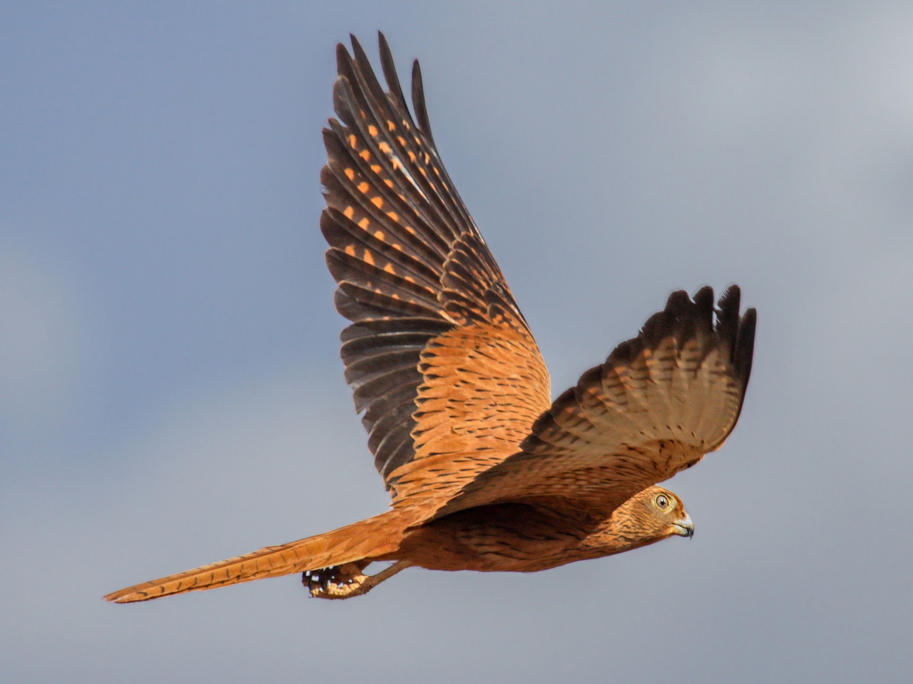 Fox Kestrel
