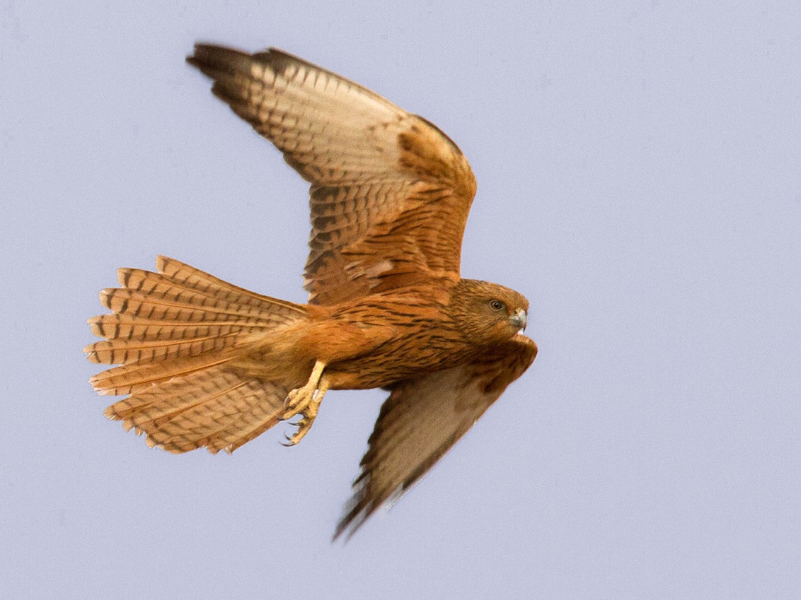 Fox Kestrel - eBird