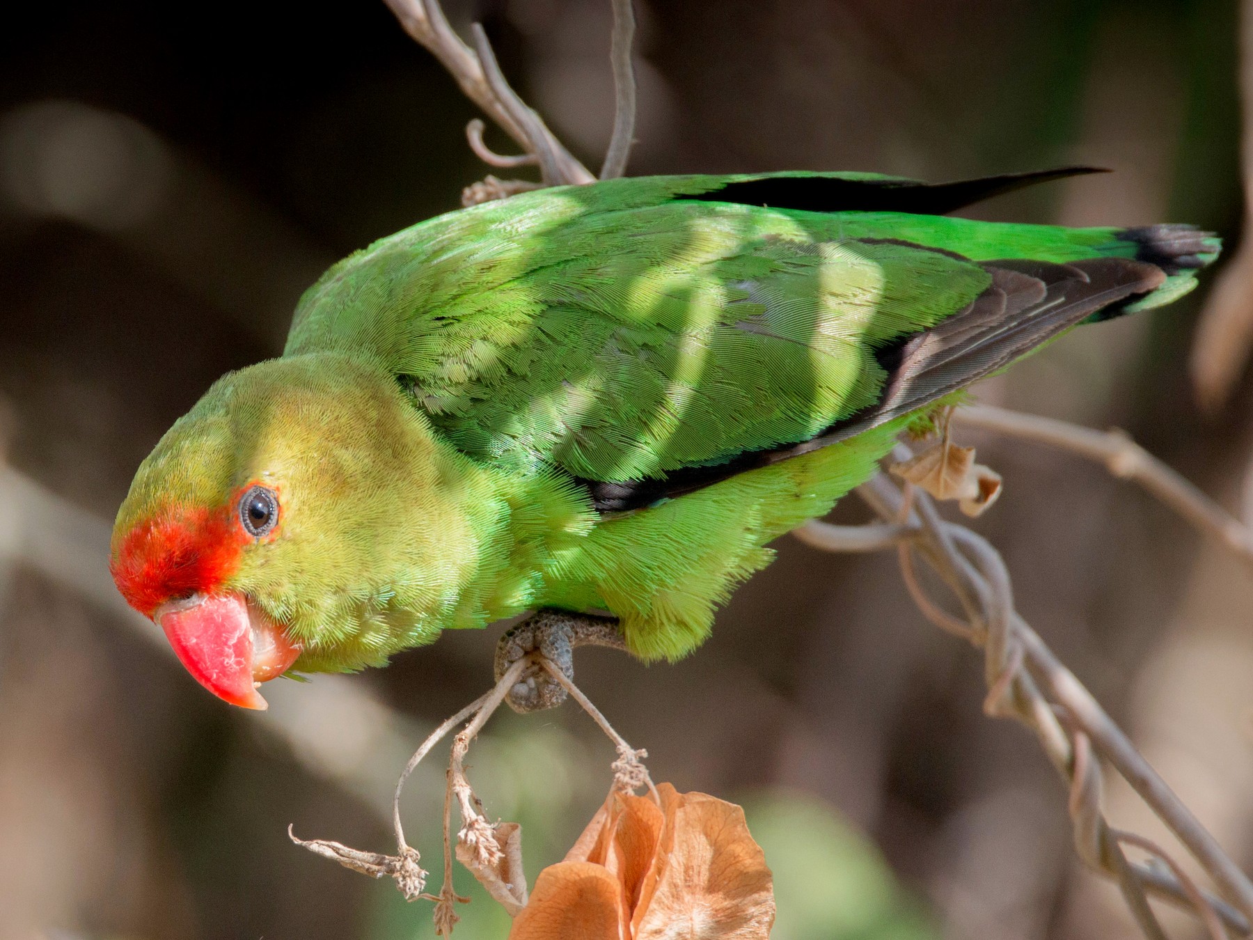 Black-winged Lovebird - eBird
