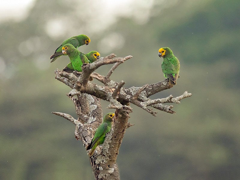 Yellow-fronted Parrot - eBird