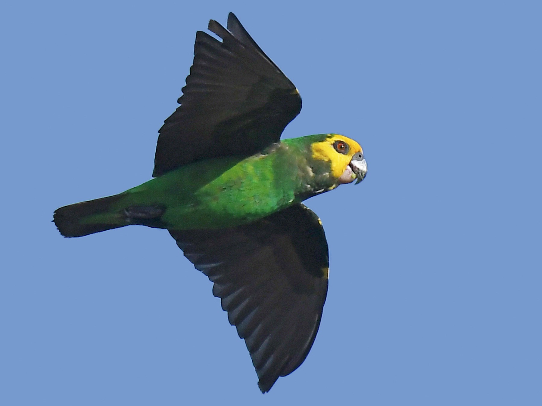 Yellow Headed Amazon Flying