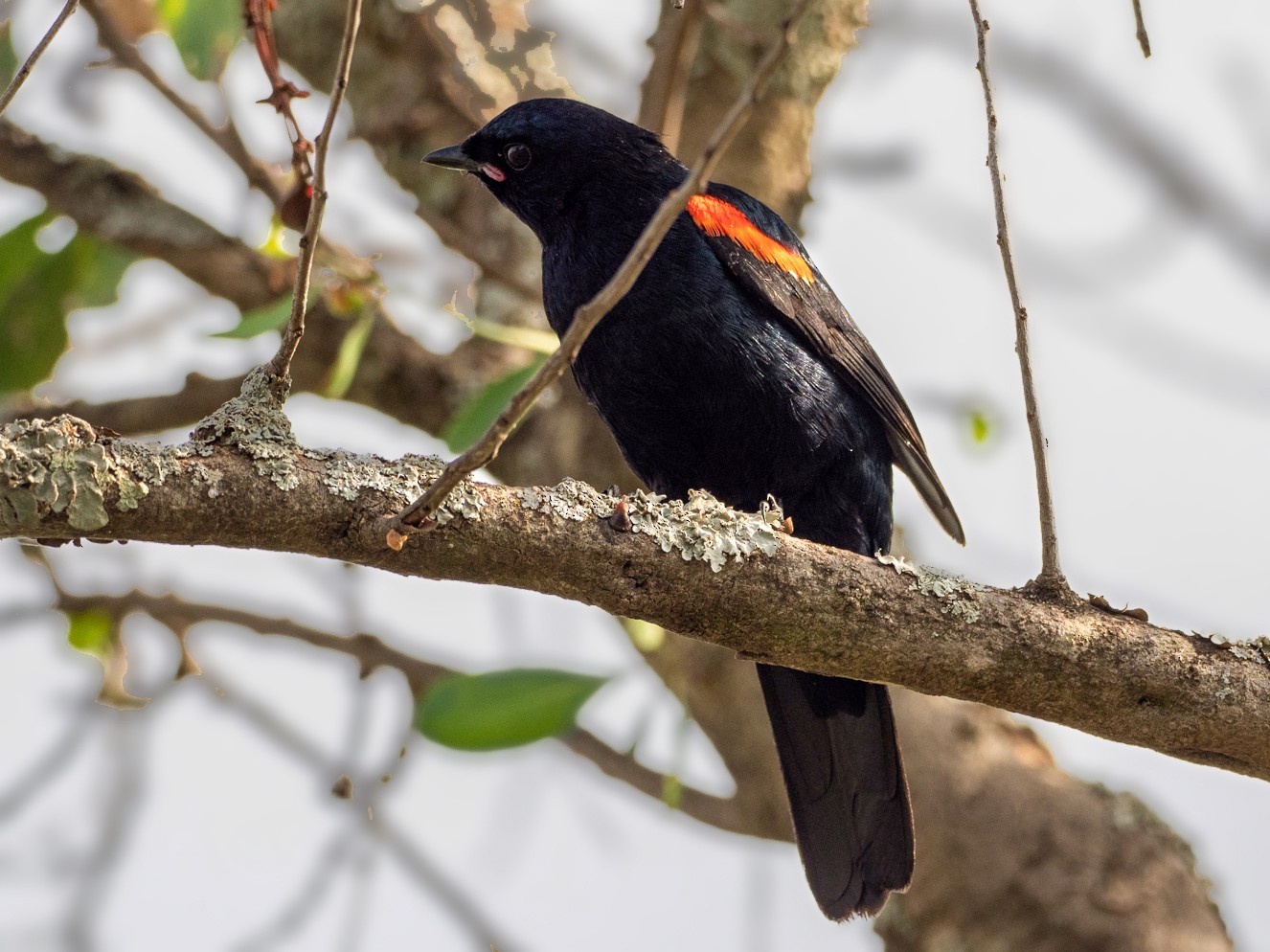 Red-shouldered Cuckooshrike - eBird