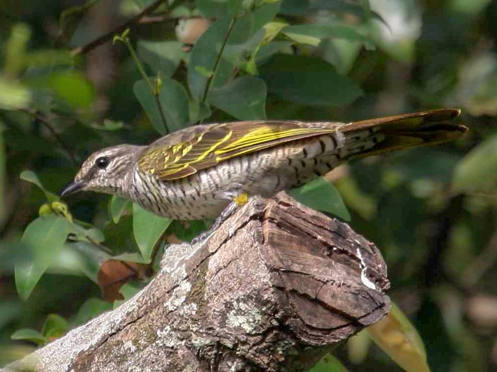 Red-shouldered Cuckooshrike - eBird