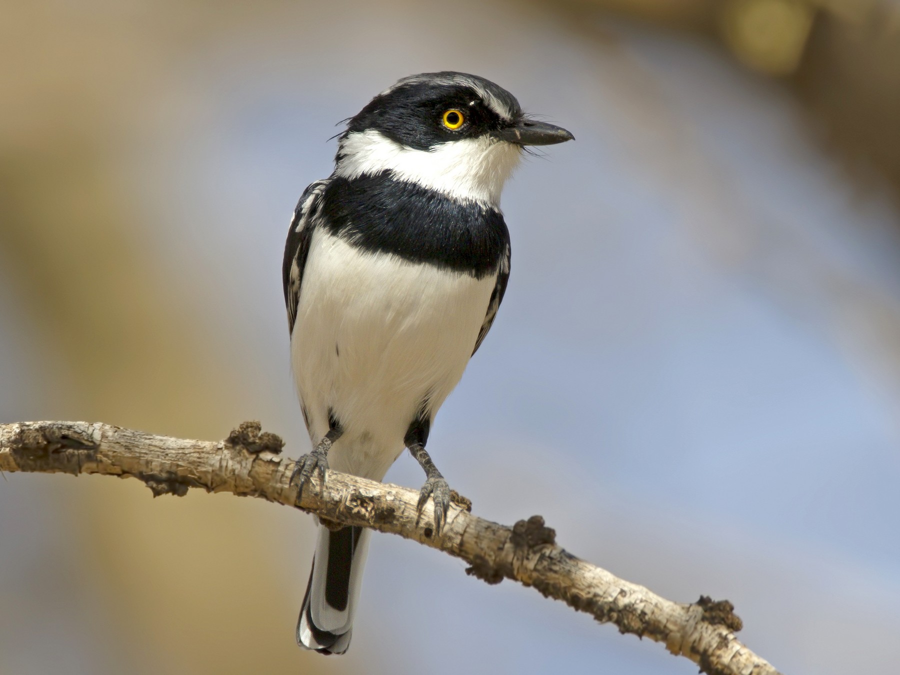 Grey-headed Batis - eBird