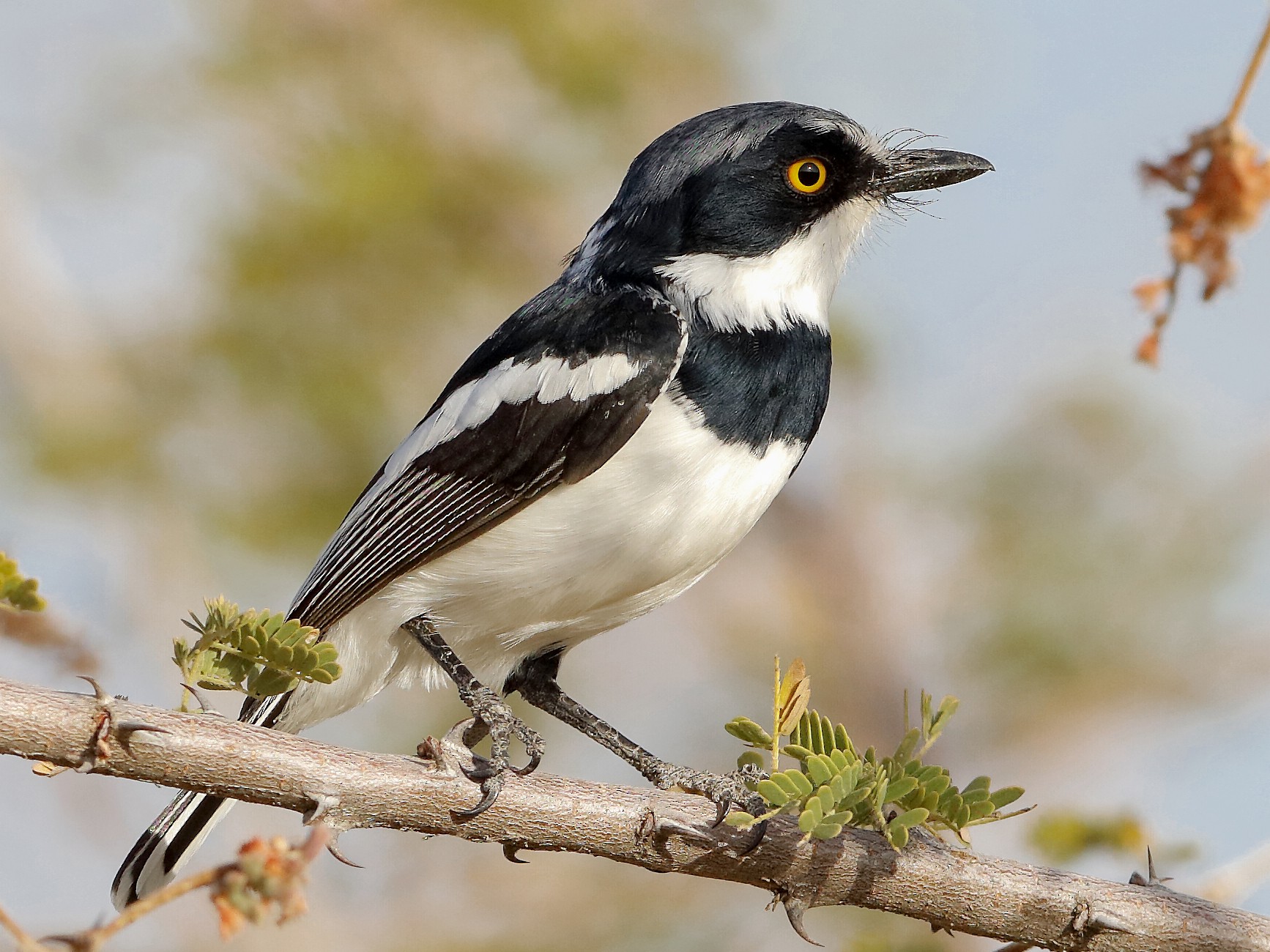 Gray-headed Batis - eBird