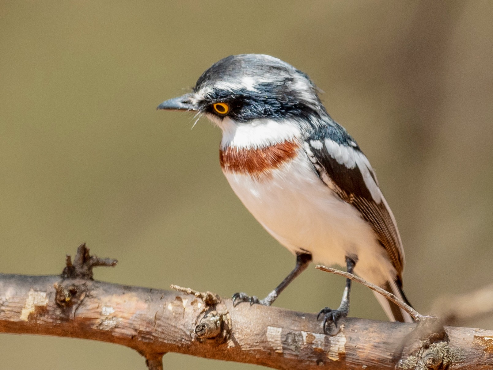 Grey-headed Batis - eBird