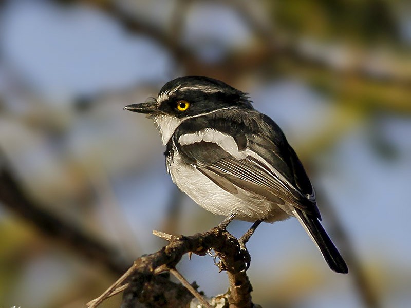 Western Black-headed Batis - eBird
