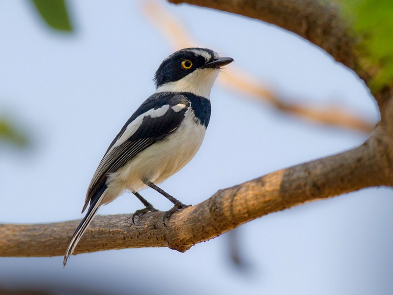 Western Black-headed Batis - eBird