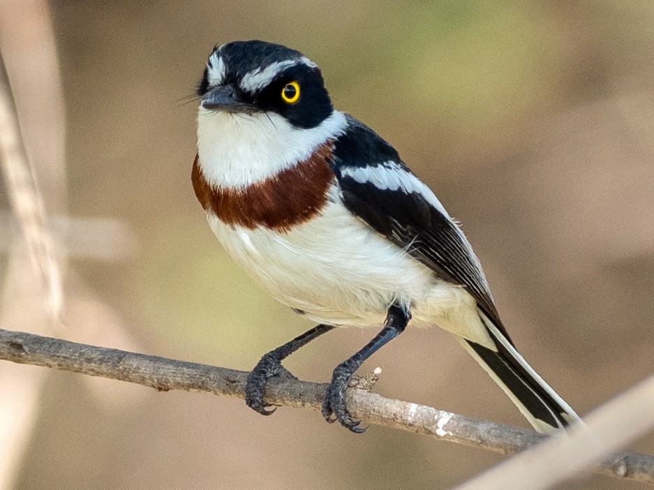 Western Black-headed Batis - eBird