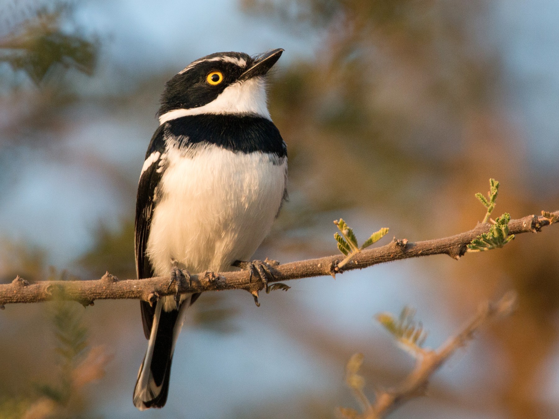 Western Black-headed Batis - eBird
