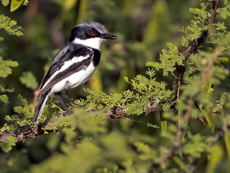 Pygmy Batis - eBird