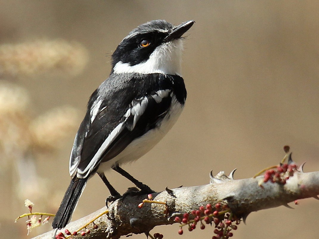 Pygmy Batis - eBird