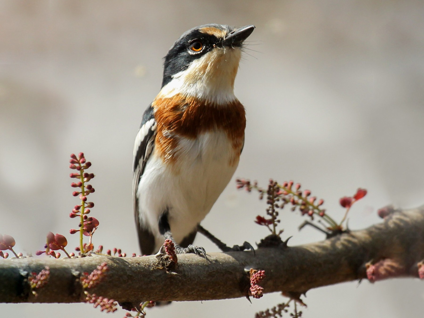 Pygmy Batis - eBird