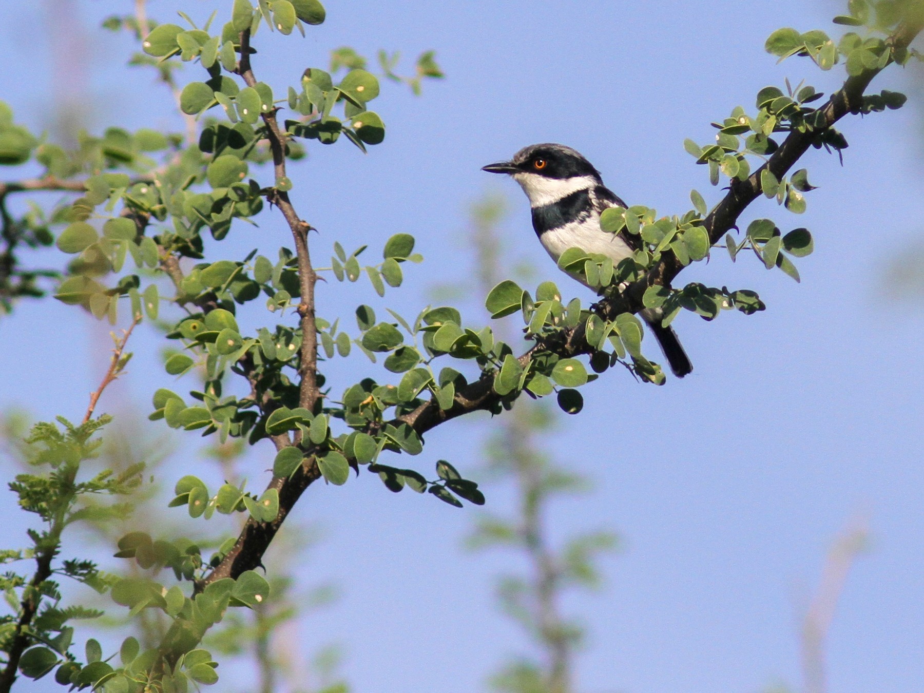 Pygmy Batis - eBird