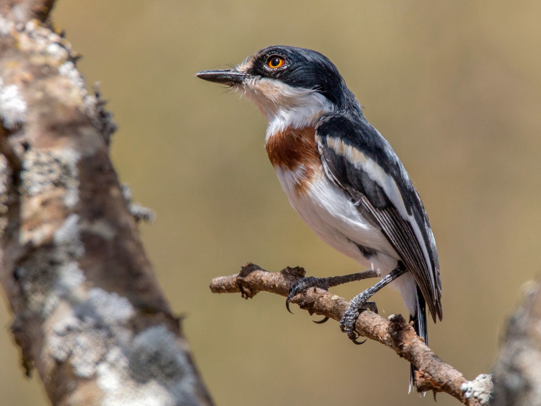 Pygmy Batis - eBird