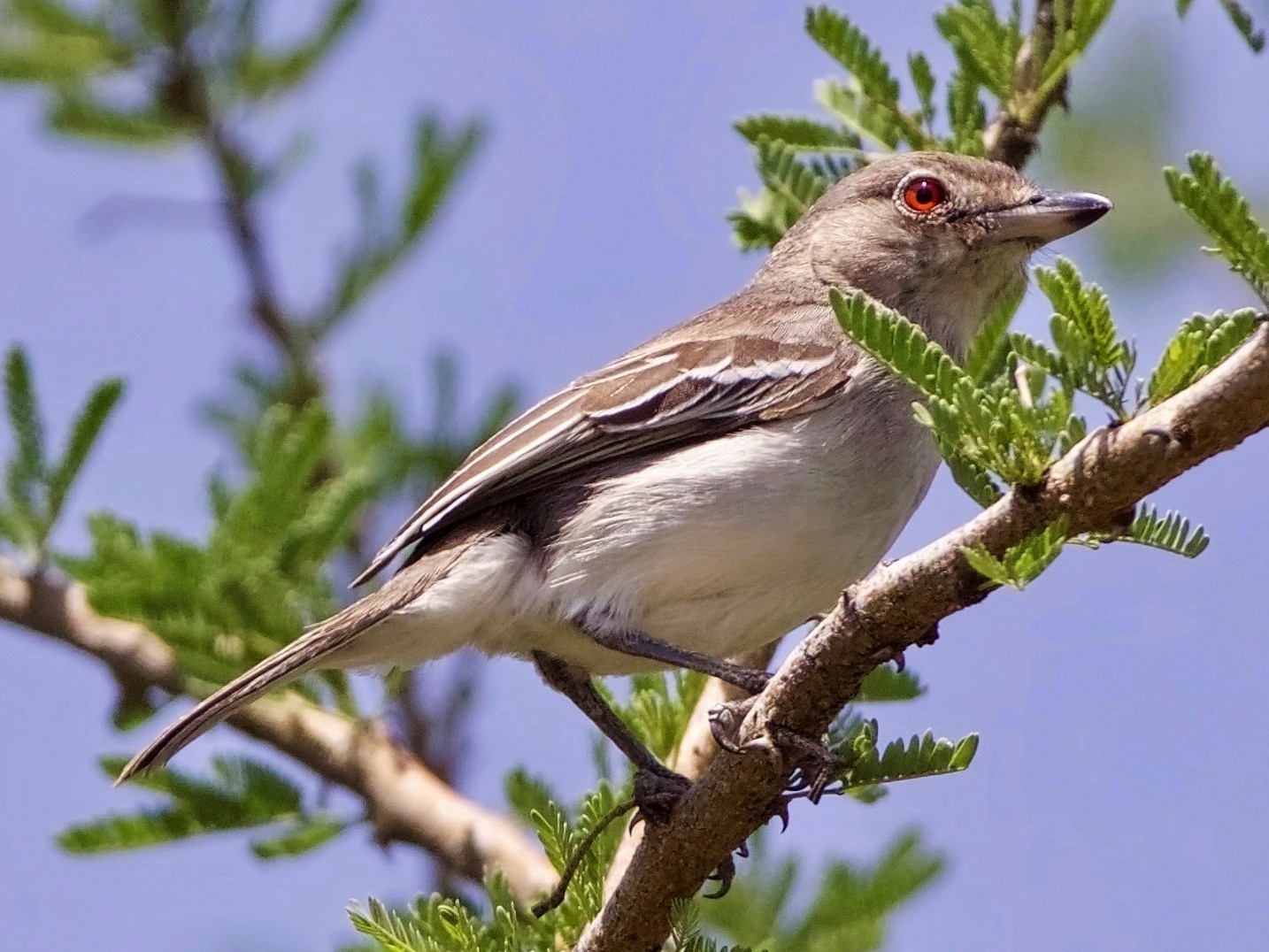 Pringle's Puffback - eBird