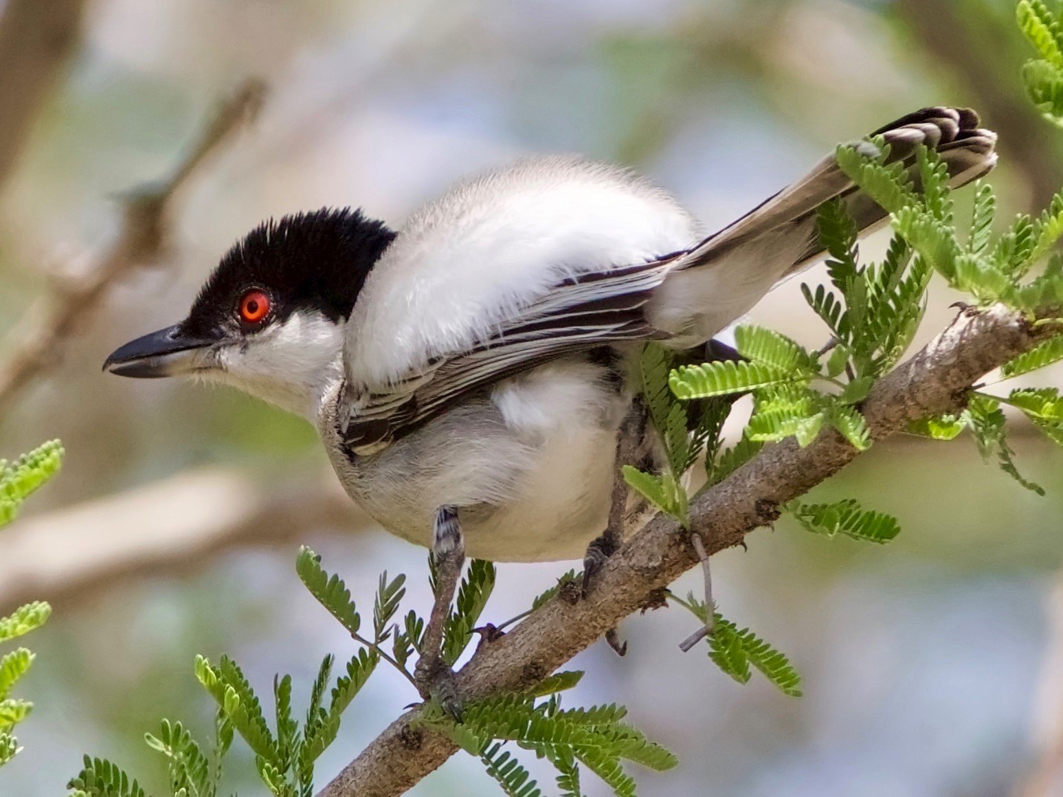 Pringle's Puffback - eBird