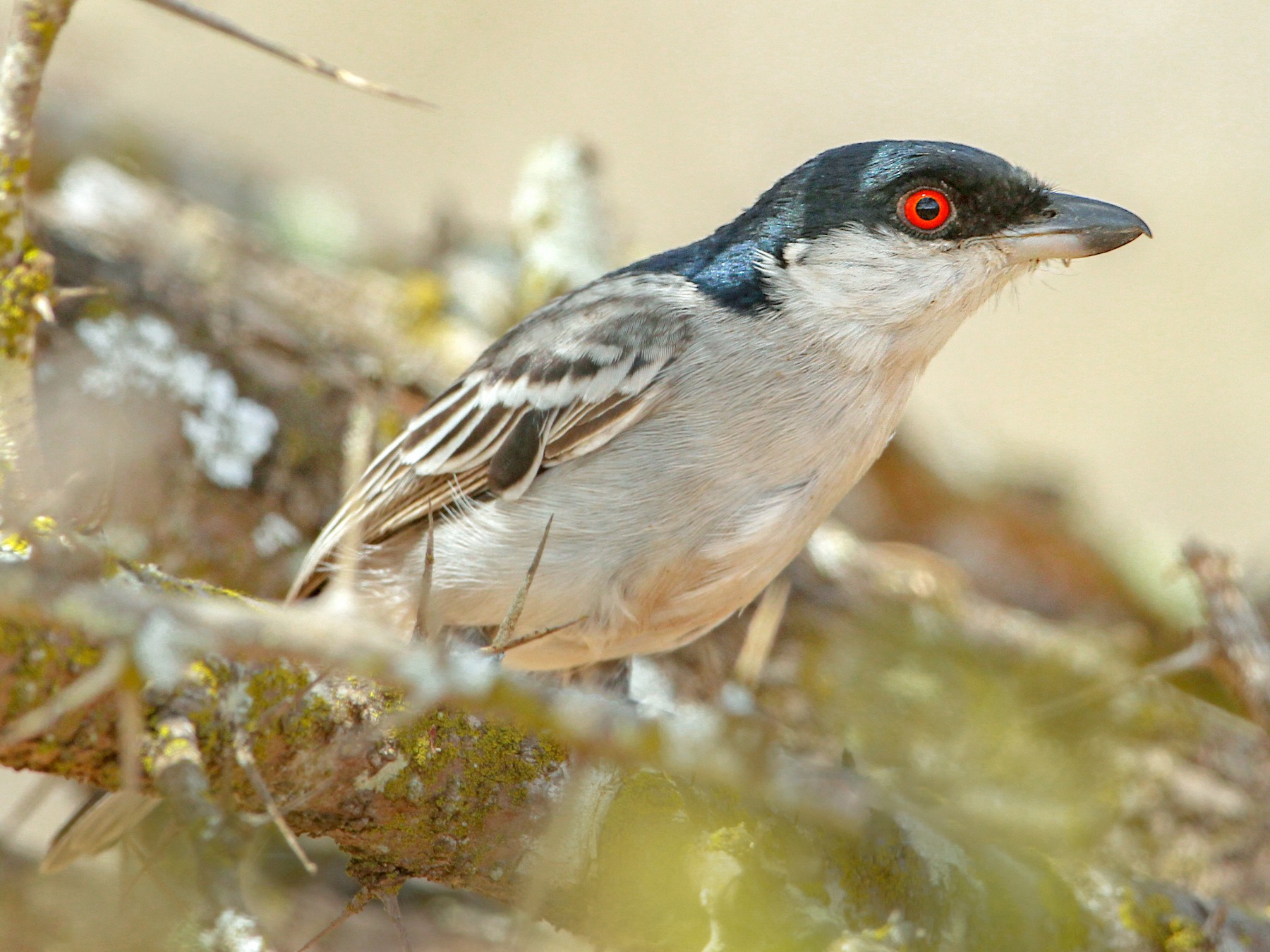 Pringle's Puffback - eBird
