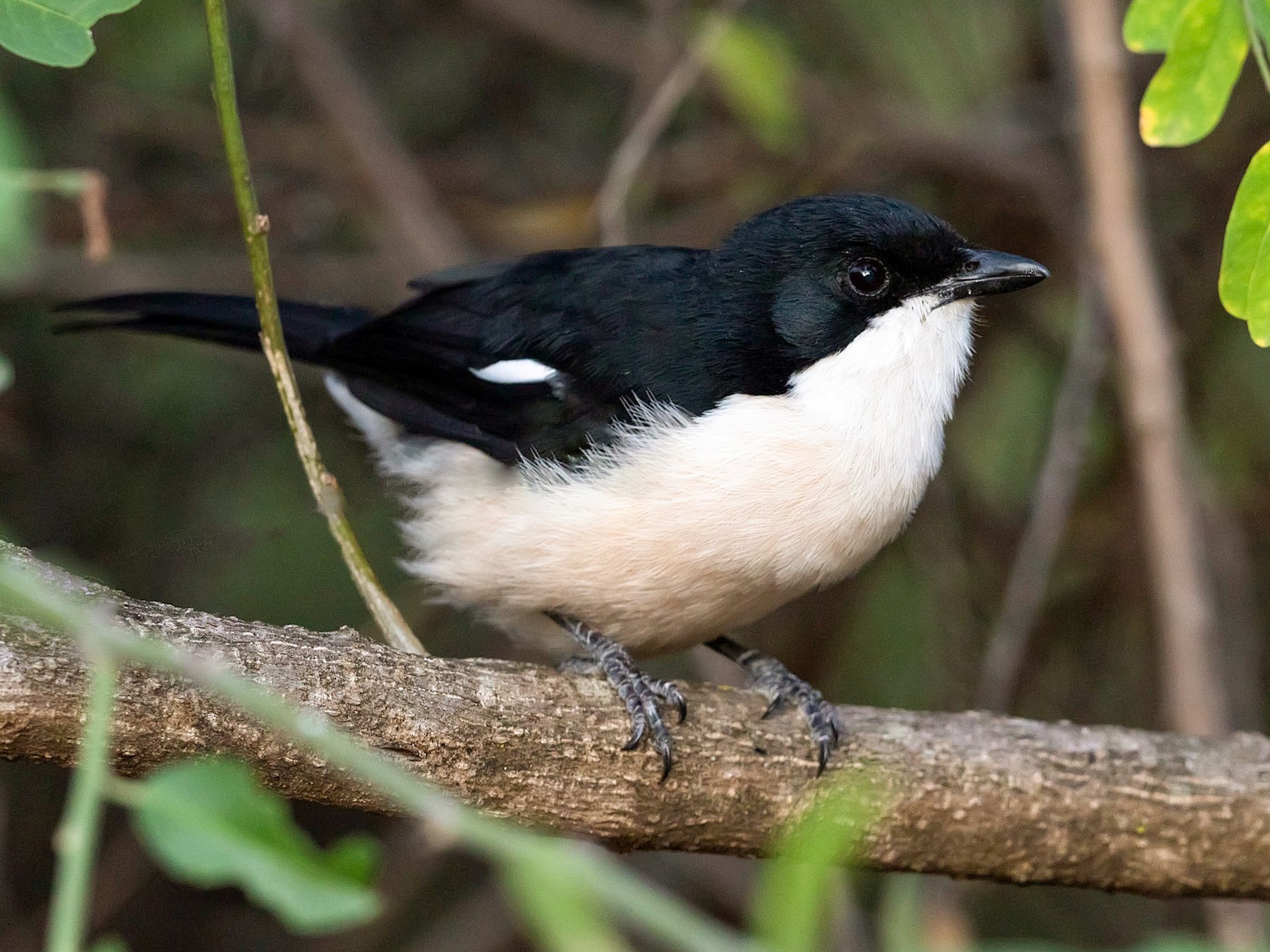Ethiopian Boubou - eBird