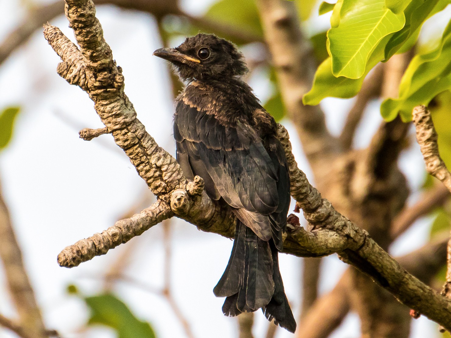 Fork-tailed Drongo (Glossy-backed) - eBird