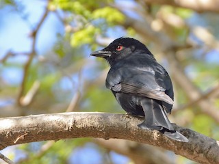 Fork-tailed Drongo - eBird