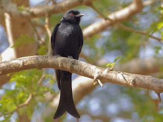 Fork-tailed Drongo - eBird