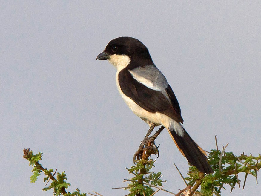 Taita Fiscal - eBird