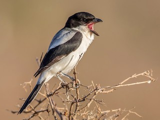 Taita Fiscal - eBird