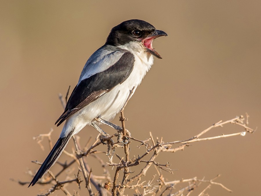 Taita Fiscal - eBird