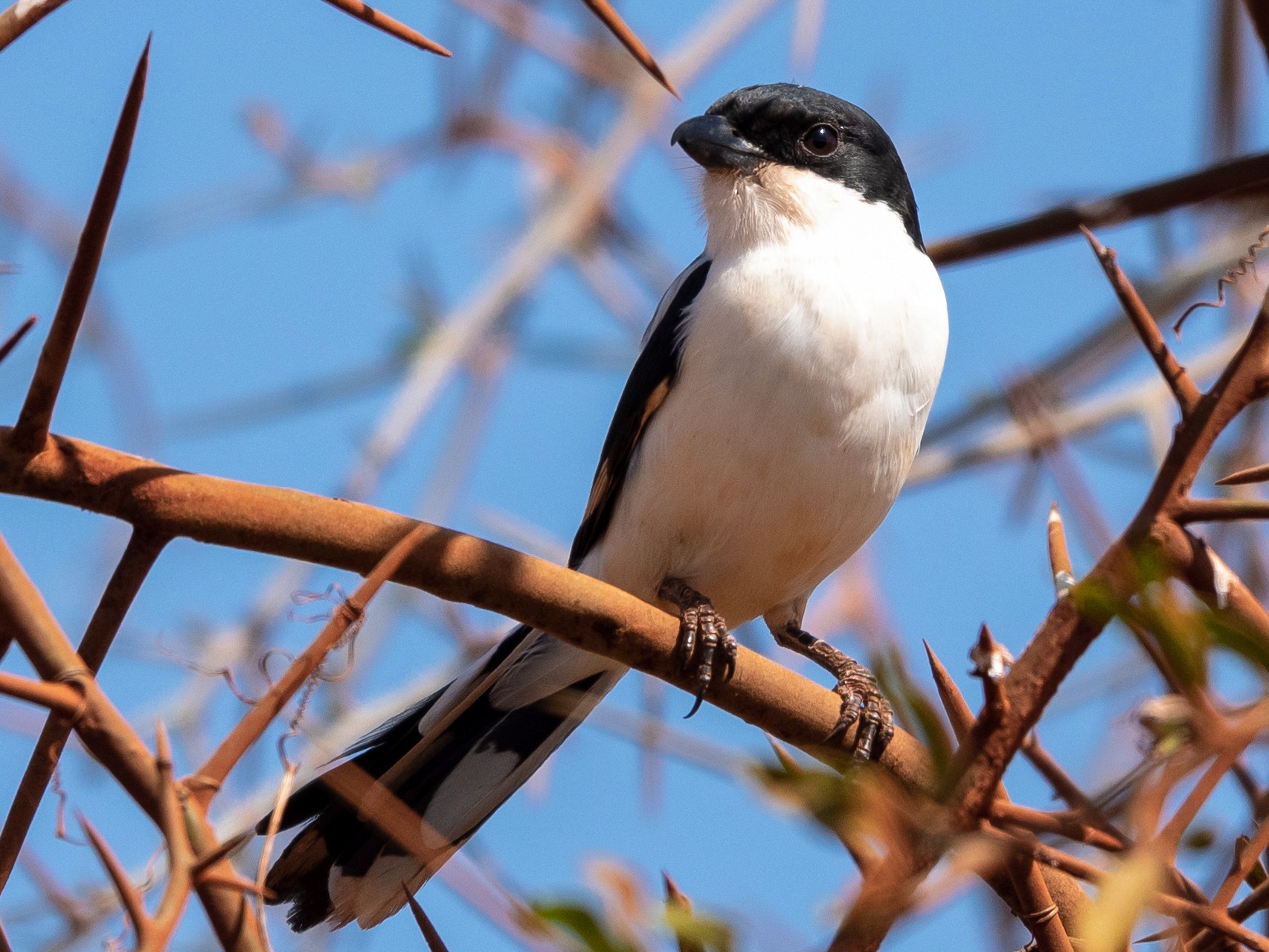 Taita Fiscal - eBird