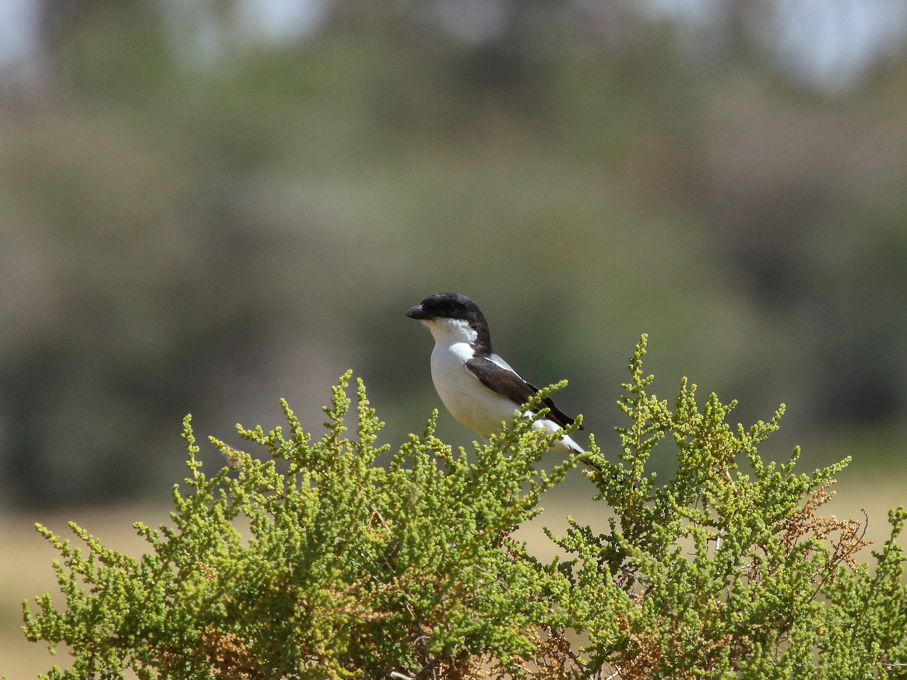 Taita Fiscal - eBird