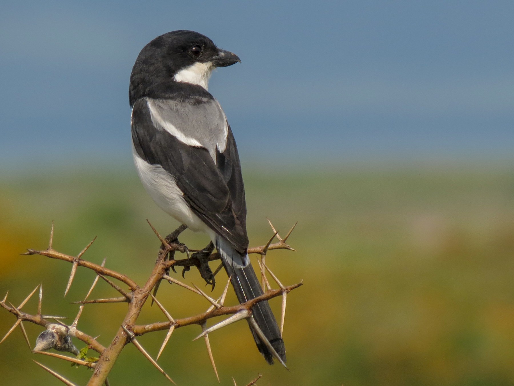 Taita Fiscal - eBird