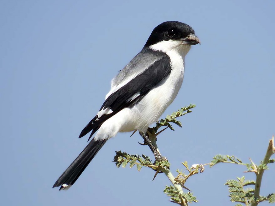 Somali Fiscal - eBird