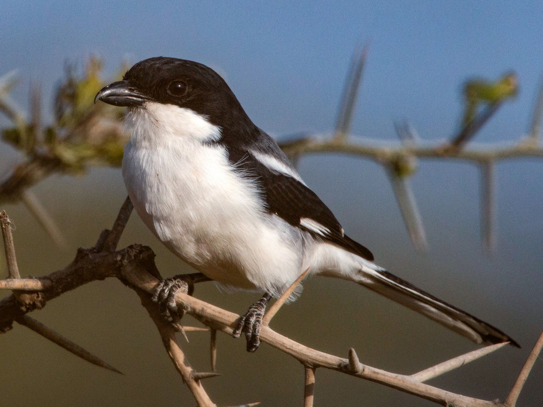 Somali Fiscal - eBird