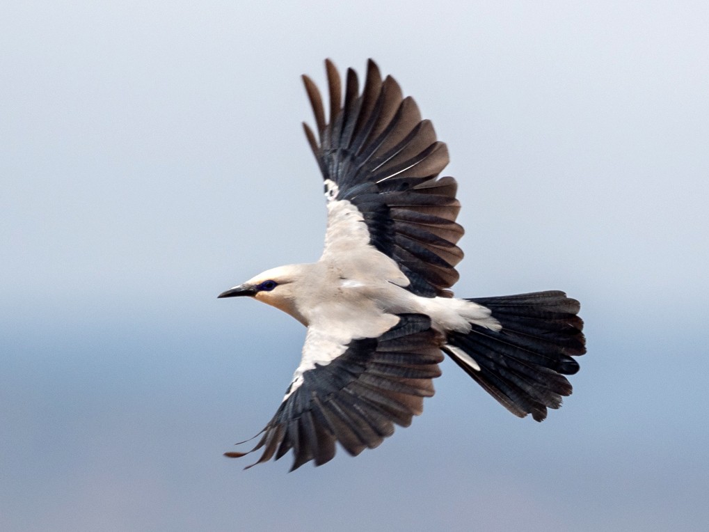 Stresemann's Bush-Crow - eBird
