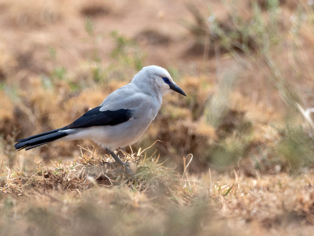 Stresemann's Bush-Crow - eBird