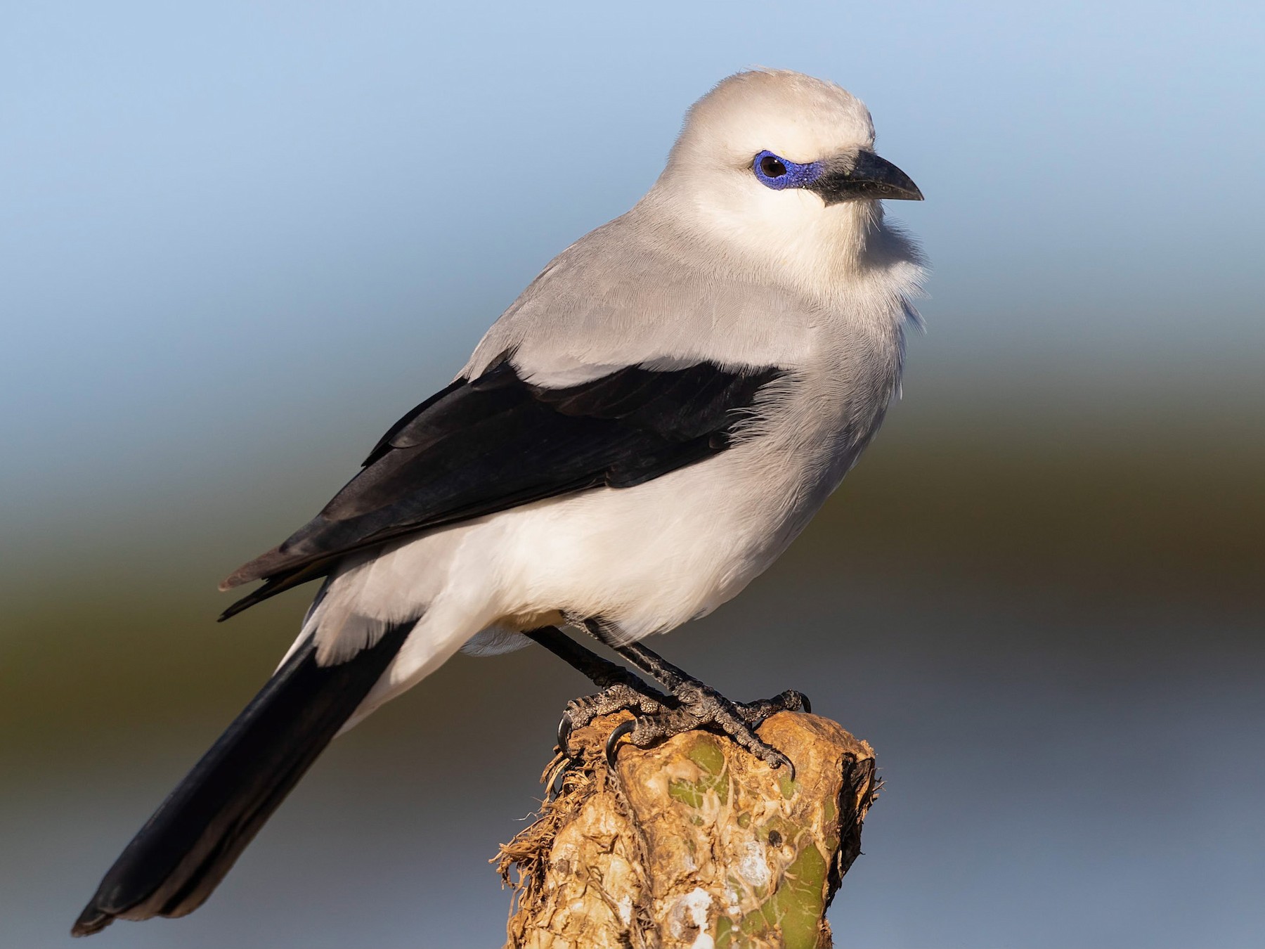 Stresemann's Bush-Crow - eBird
