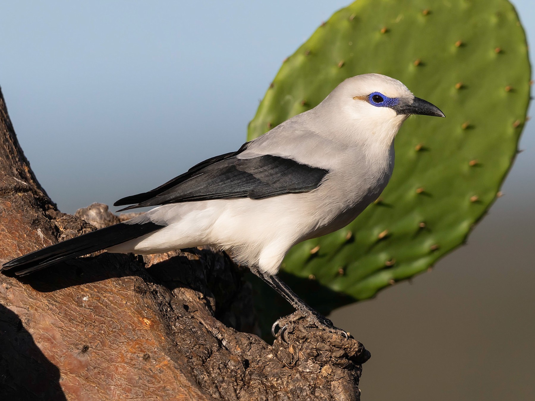 Stresemann's Bush-Crow - eBird