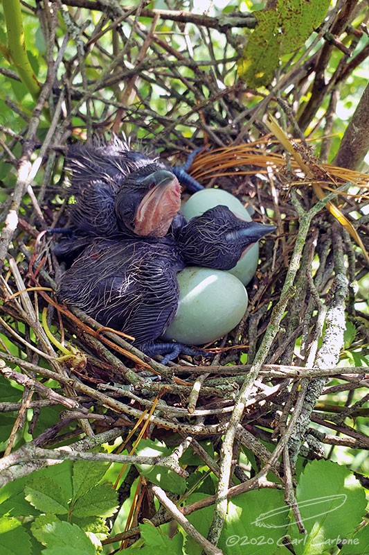 Cuckoo Bird Nest