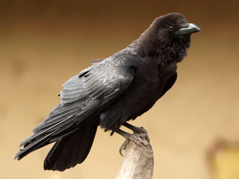 Somali Crow - eBird