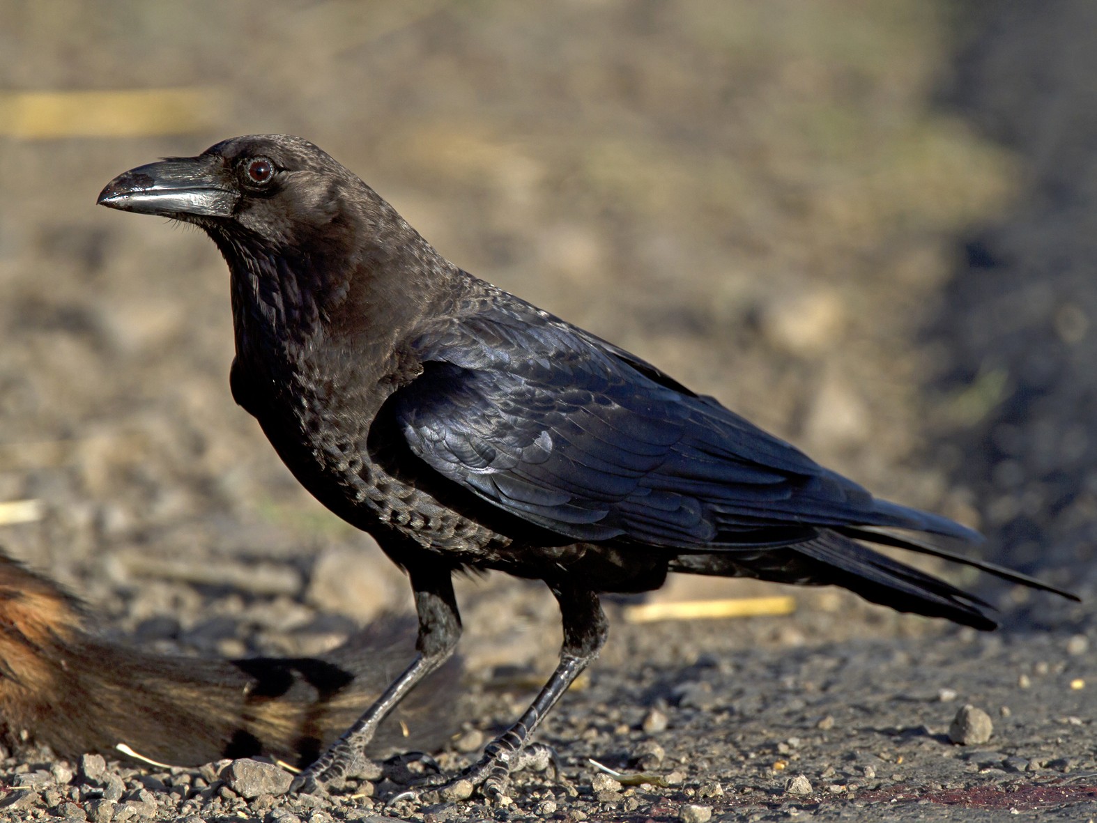 Somali Crow - eBird