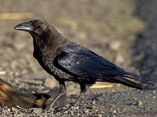 Somali Crow - eBird