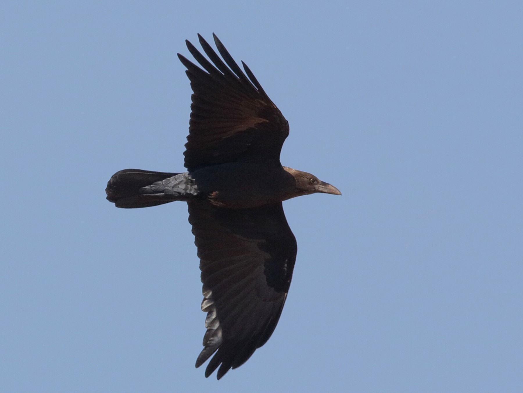 Somali Crow - eBird